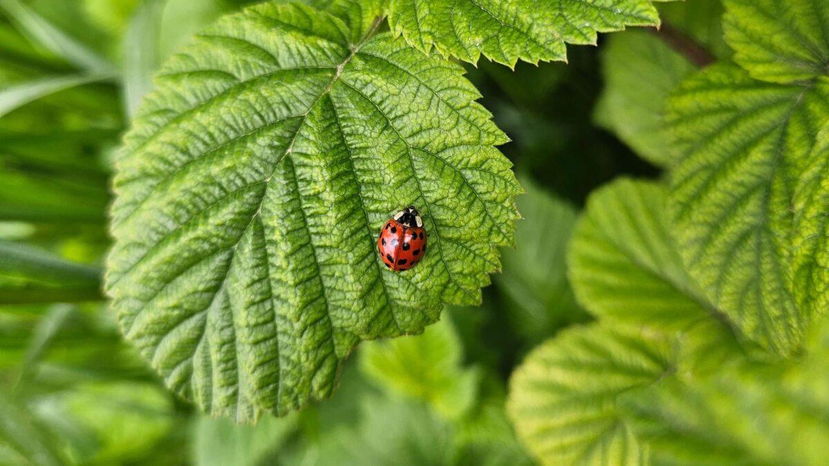 How to Harvest and Preserve Red Raspberry Leaves - BRONWYN'S BREAD ...