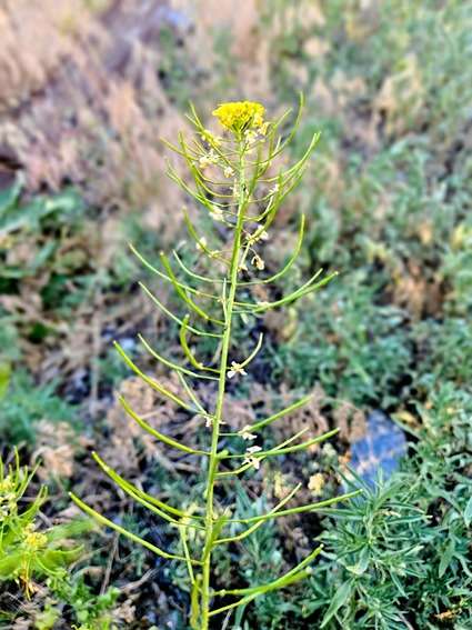 How To Make Fermented Whole Grain Wild Mustard