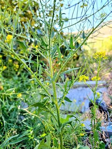 How To Make Fermented Whole Grain Wild Mustard