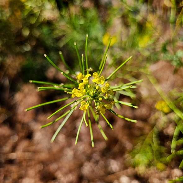 How To Make Fermented Whole Grain Wild Mustard