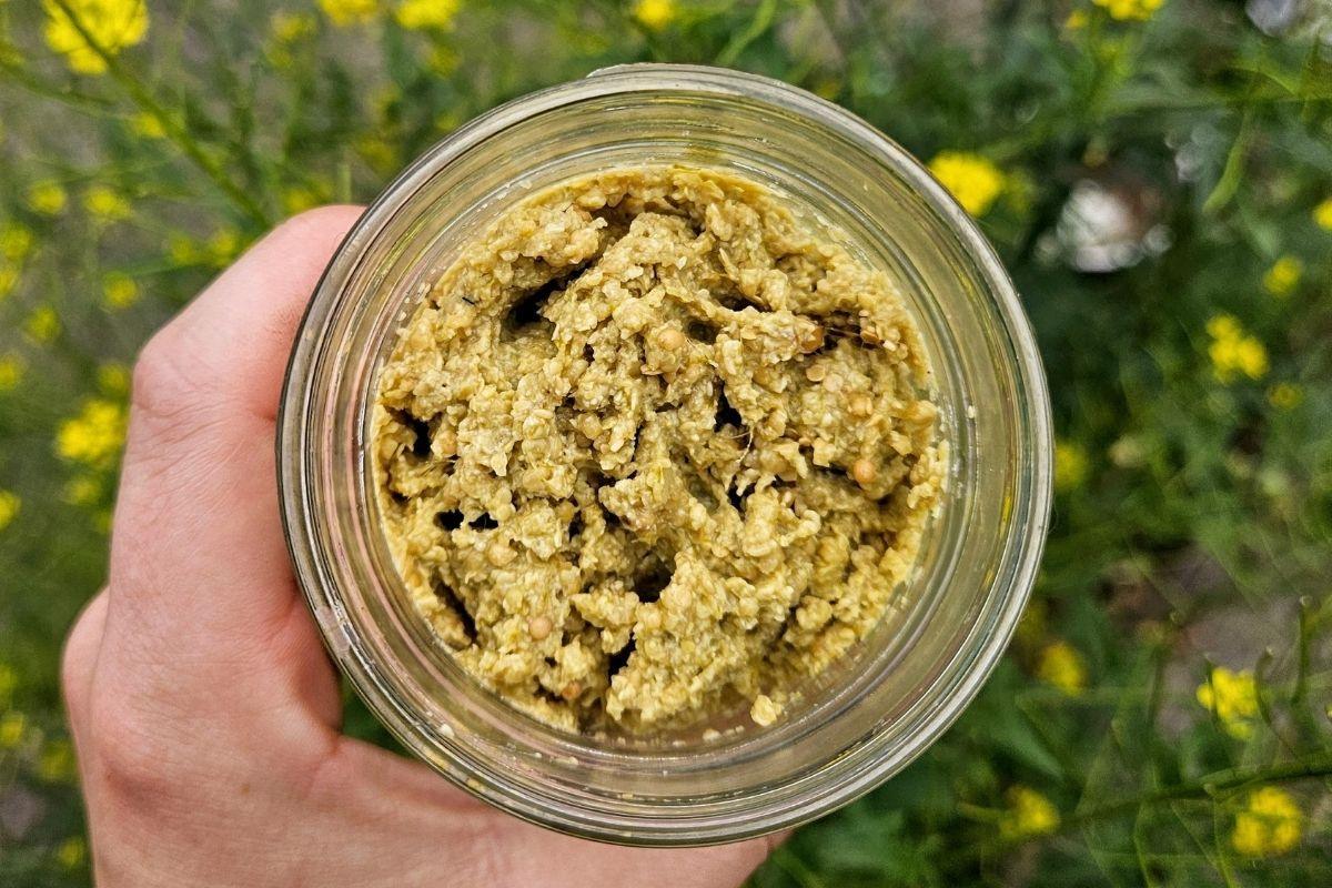 How To Make Fermented Whole Grain Wild Mustard