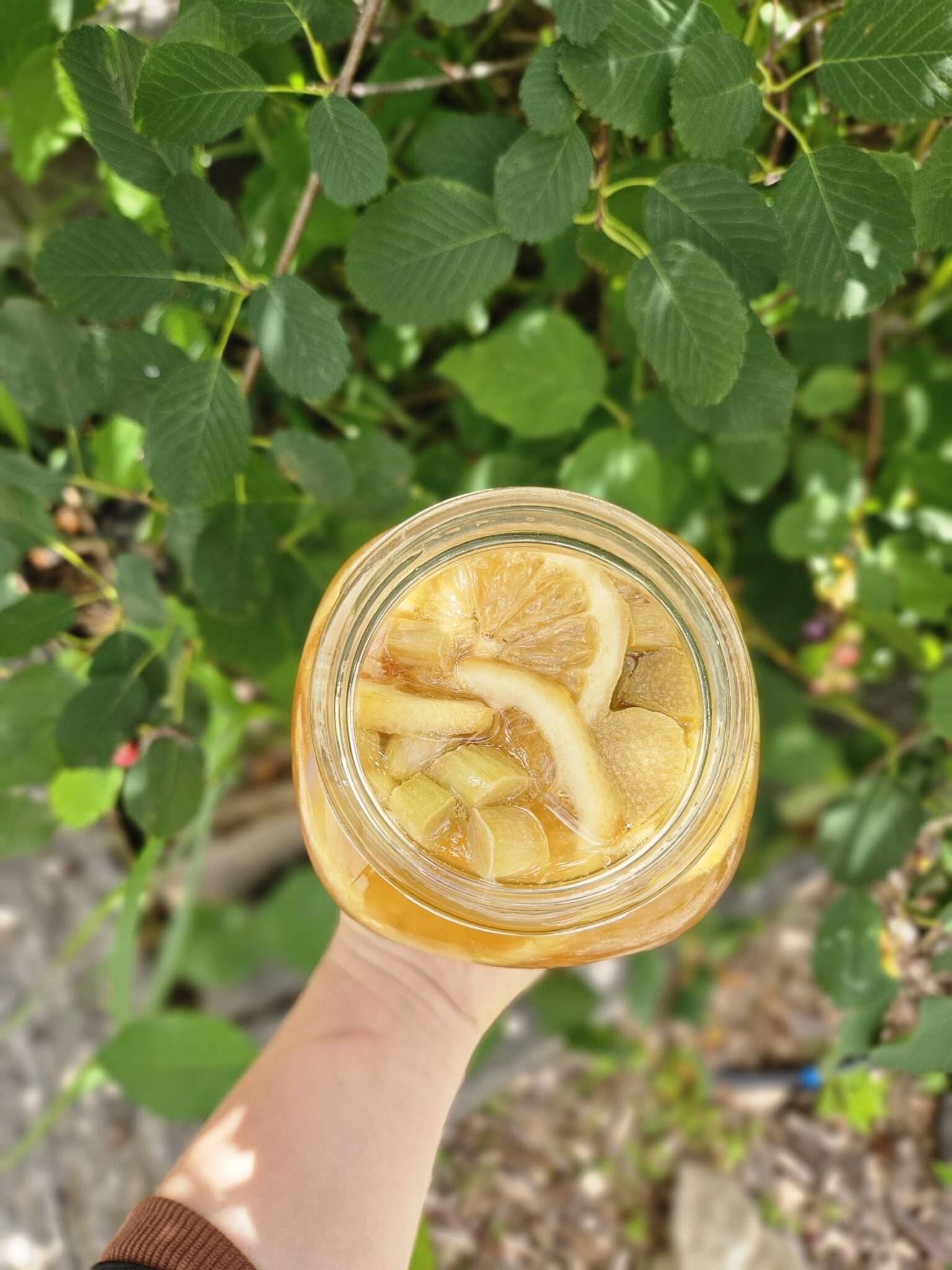 Rhubarb & Lemon - How To Flavour Water Kefir - Bronwyn's Bread & Homestead